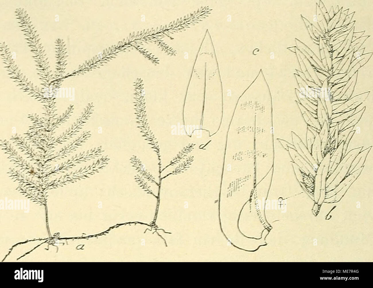 Sparrig hi-res stock photography and images - Alamy