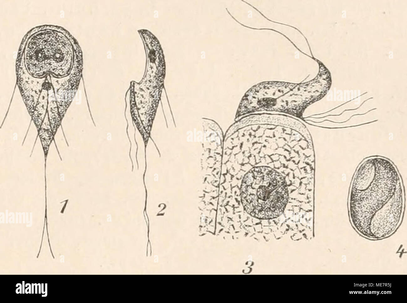 Epithelzelle hi-res stock photography and images - Alamy