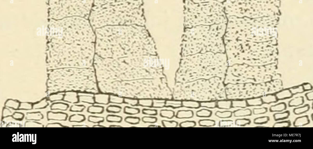 . Die Musci der Flora von Buitenzorg : zugleich Laubmoosflora von Java ...