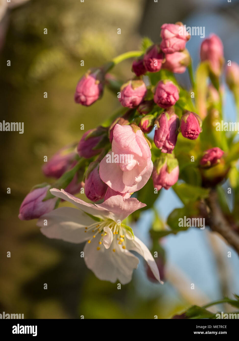 spring time in a german garden Stock Photo - Alamy