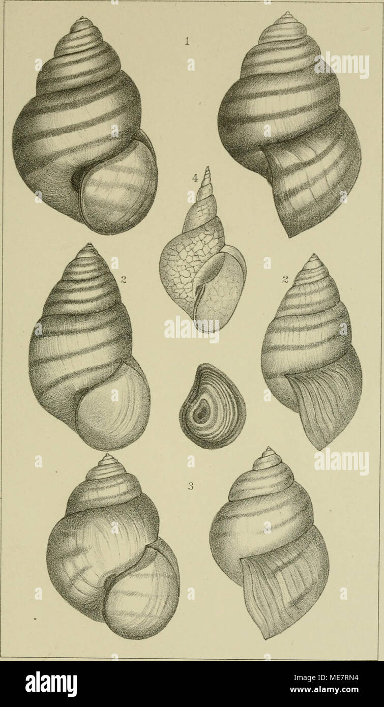 . Die Mollusken-Fauna von Budapest : mit besonderer Rücksichtnahme auf ...