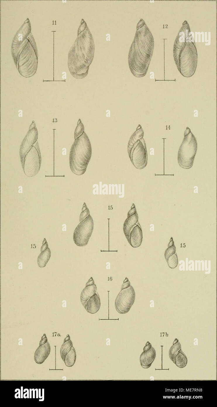 . Die Mollusken-Fauna von Budapest : mit besonderer Rücksichtnahme auf ...