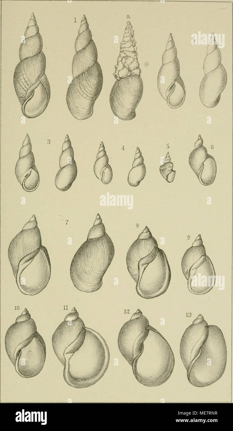 . Die Mollusken-Fauna von Budapest : mit besonderer Rücksichtnahme auf ...
