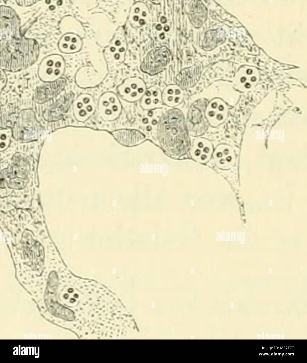 Vierteilung hi-res stock photography and images - Alamy