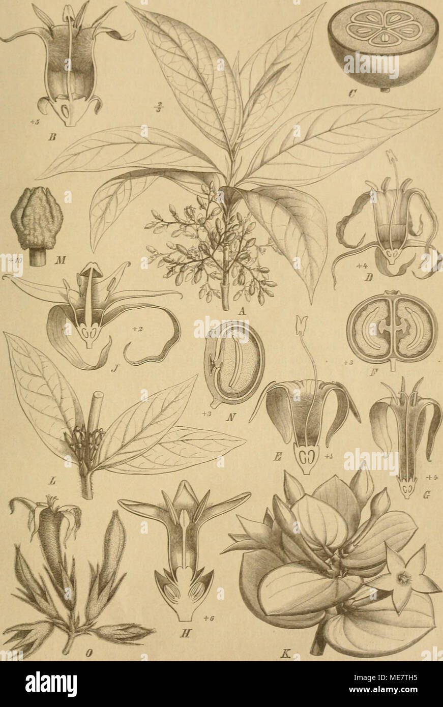 Kich hi-res stock photography and images - Alamy