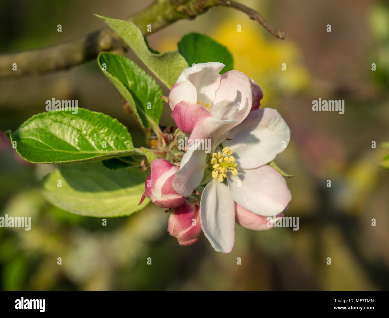 spring time in a german garden Stock Photo - Alamy