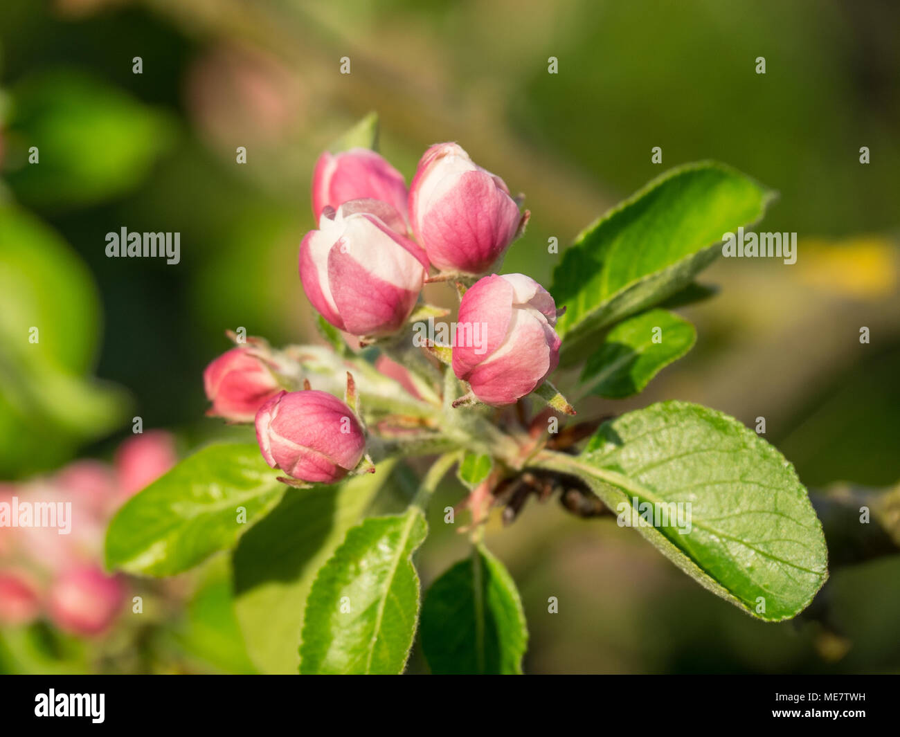 spring time in a german garden Stock Photo - Alamy