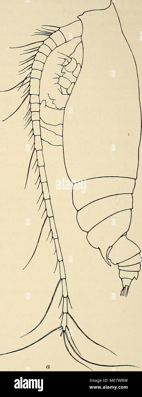 Brevicaudatus hi-res stock photography and images - Alamy