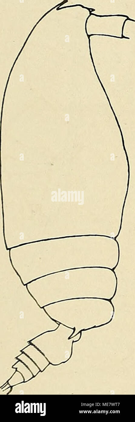 1901 seitenansicht hi-res stock photography and images - Alamy