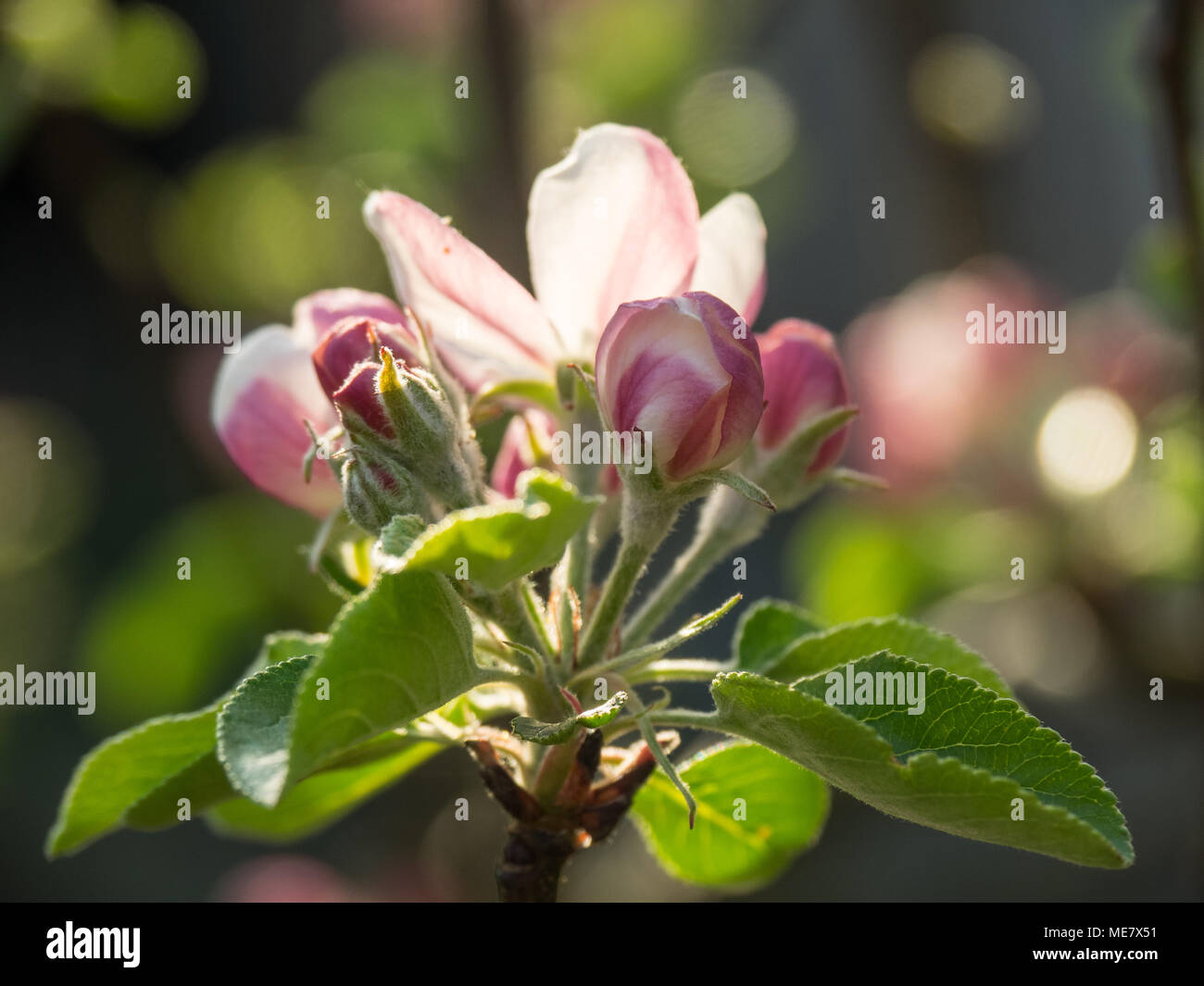 spring time in a german garden Stock Photo - Alamy