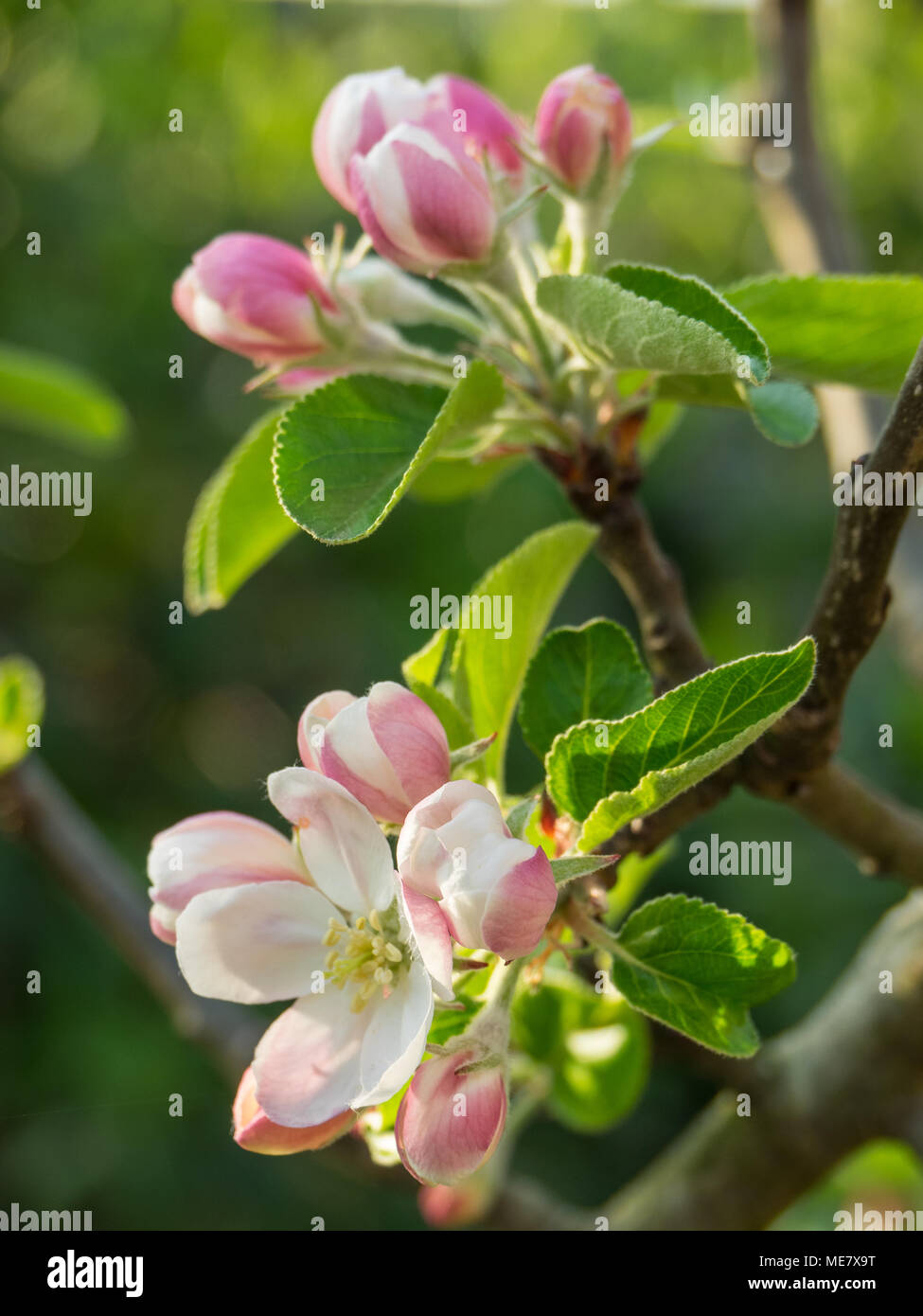 spring time in a german garden Stock Photo - Alamy
