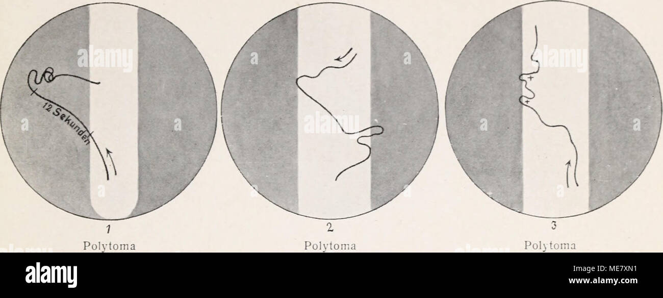Die Lichtsinnesorgane der Algen. Studien zum Ausbau der vegetabilen ...