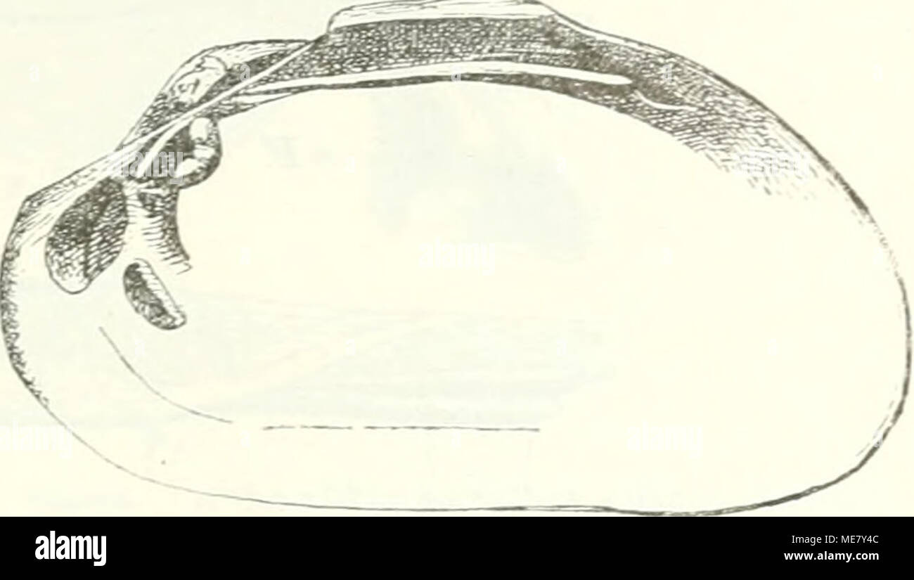 Dickschalig High Resolution Stock Photography and Images - Alamy