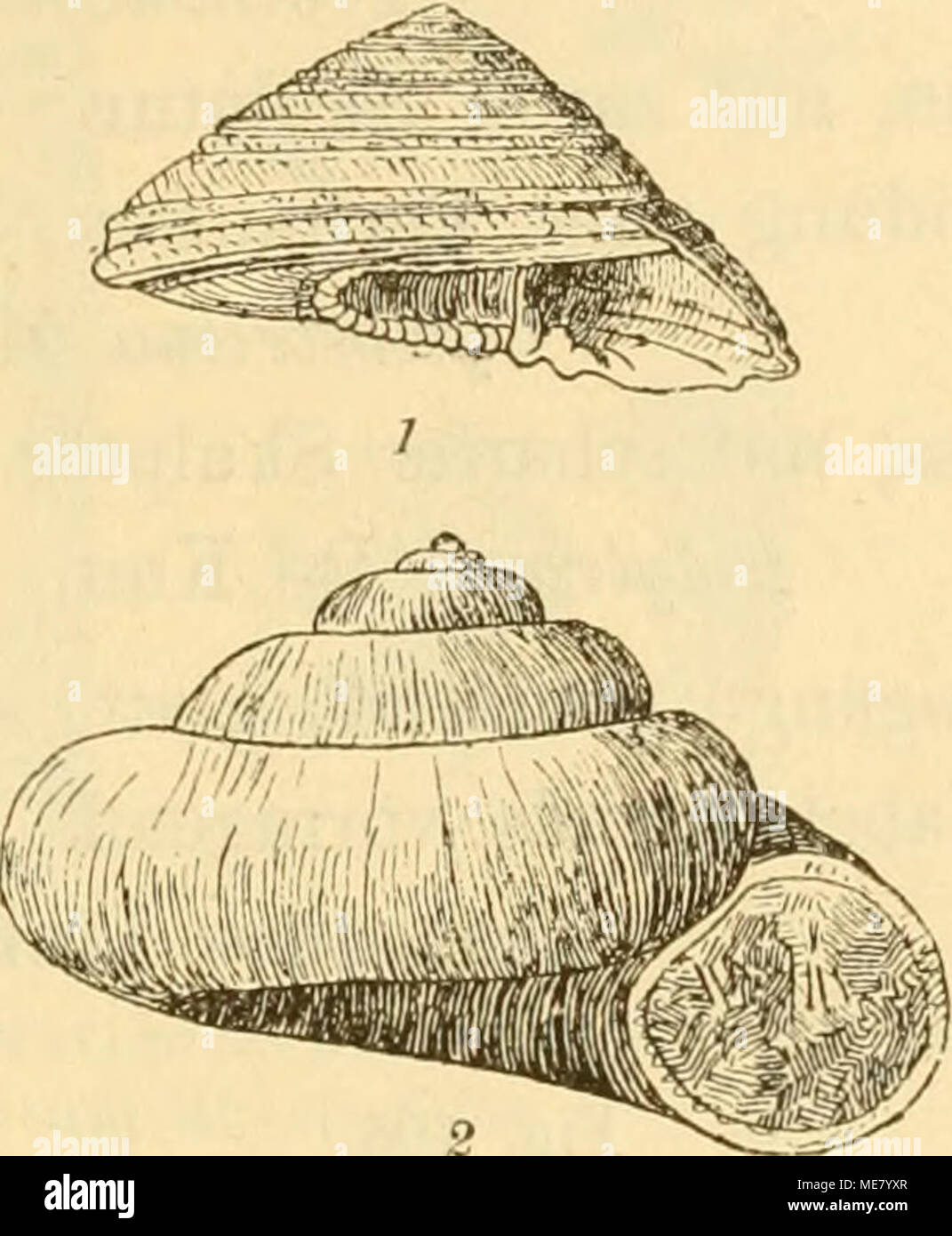 Straparollus hi-res stock photography and images - Alamy