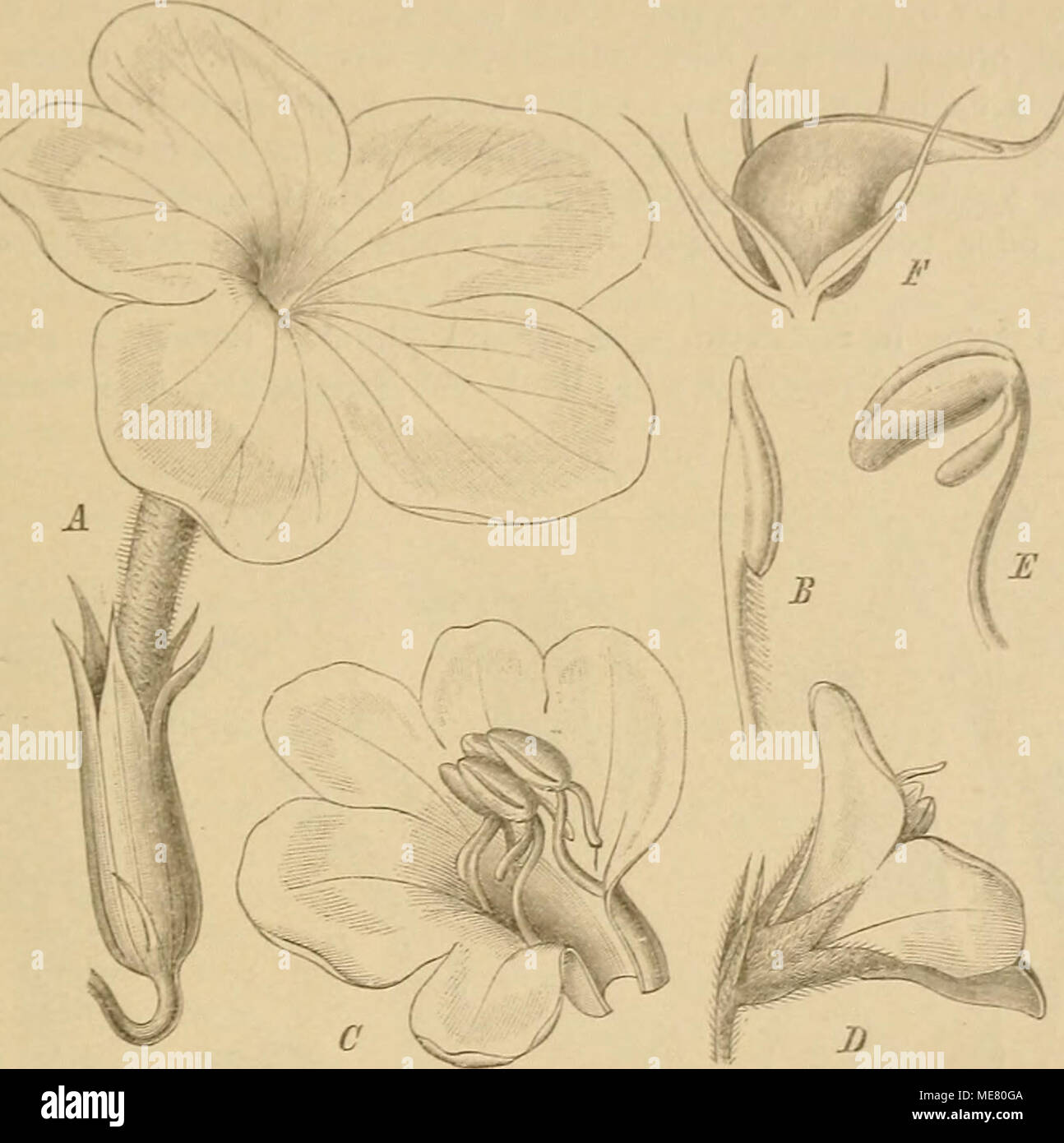 Delphinifolia hi-res stock photography and images - Alamy