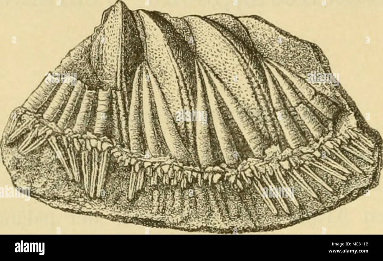 . Die Leitfossilien : ein Handbuch für den Unterricht und für das ...