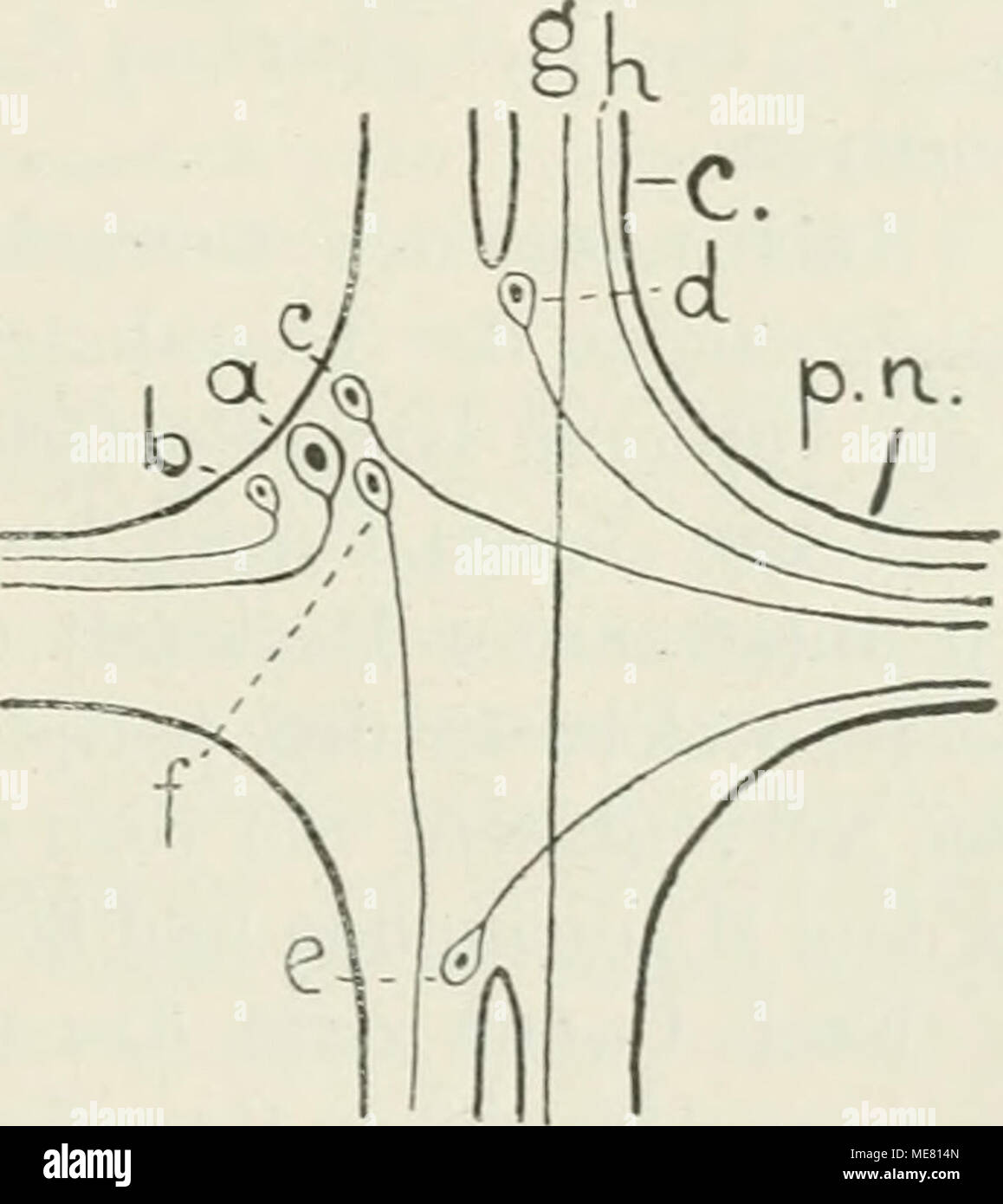 Phronima hi-res stock photography and images - Alamy