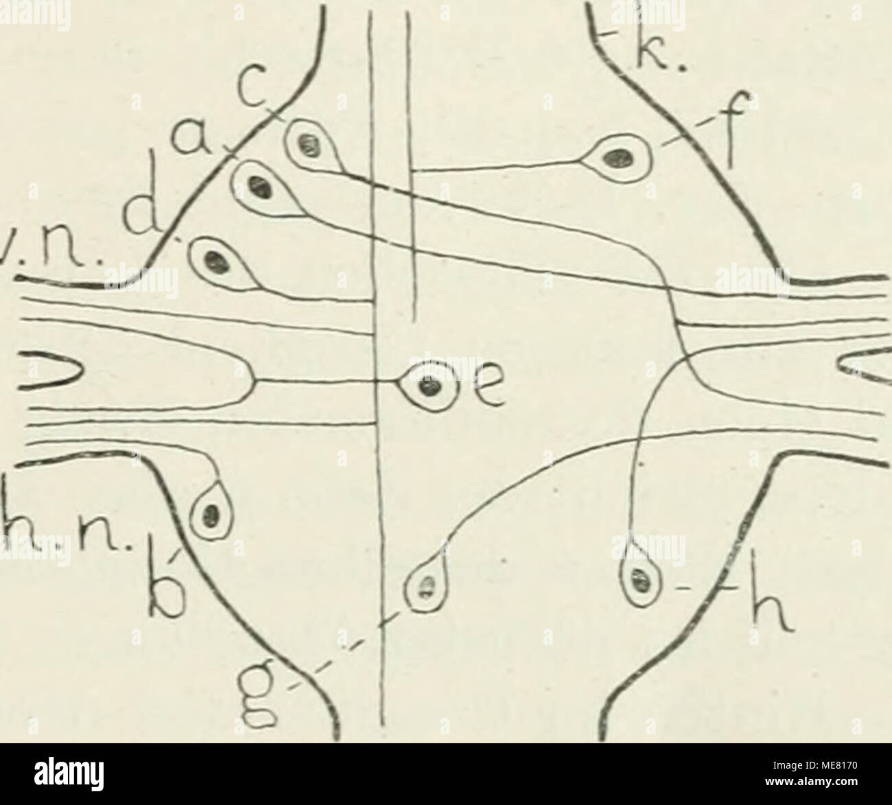 Ganglion neurons hi-res stock photography and images - Alamy