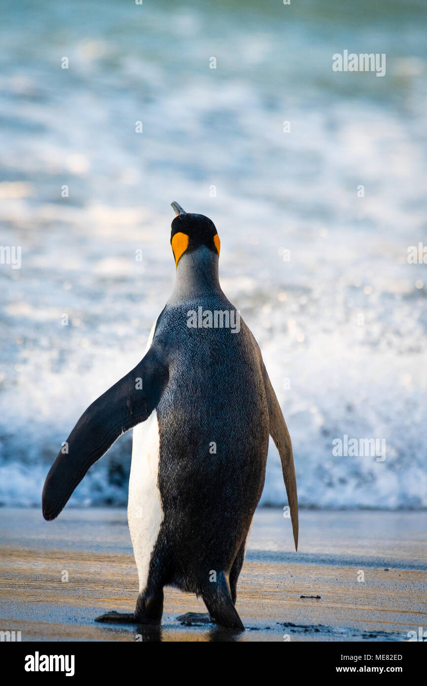 King penguin waiting to return to sea Stock Photo - Alamy