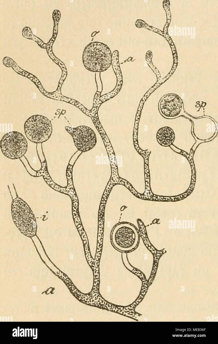 Pythium hi-res stock photography and images - Alamy