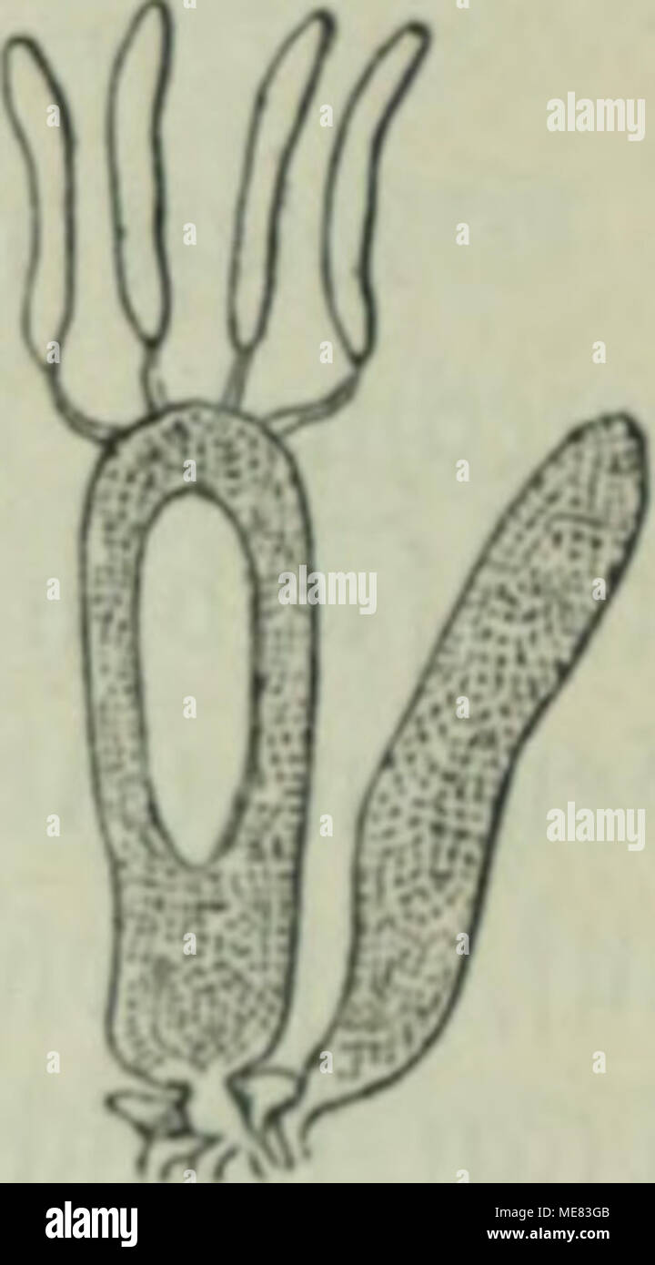 Exobasidium hi-res stock photography and images - Alamy