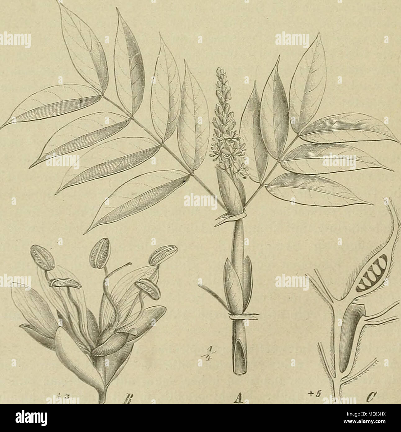 Receptaculum hi-res stock photography and images - Alamy