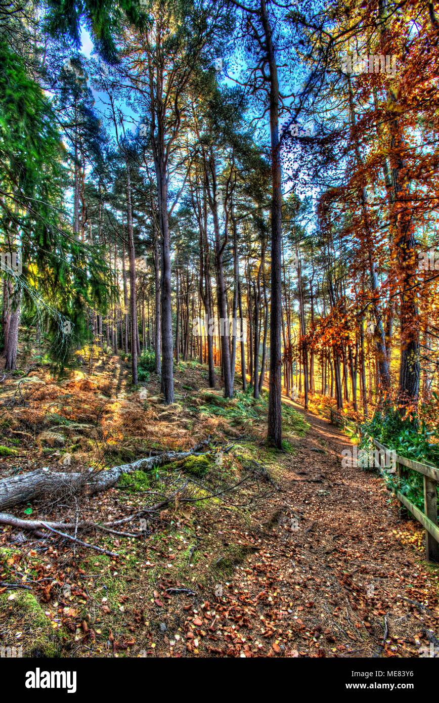 Loch Ness, Scotland. Artistic autumnal view of a track through Camus ...