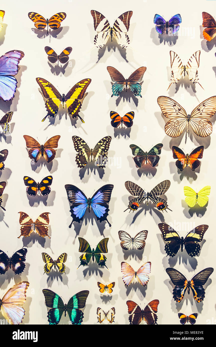 Ornate butterflies hi-res stock photography and images - Alamy