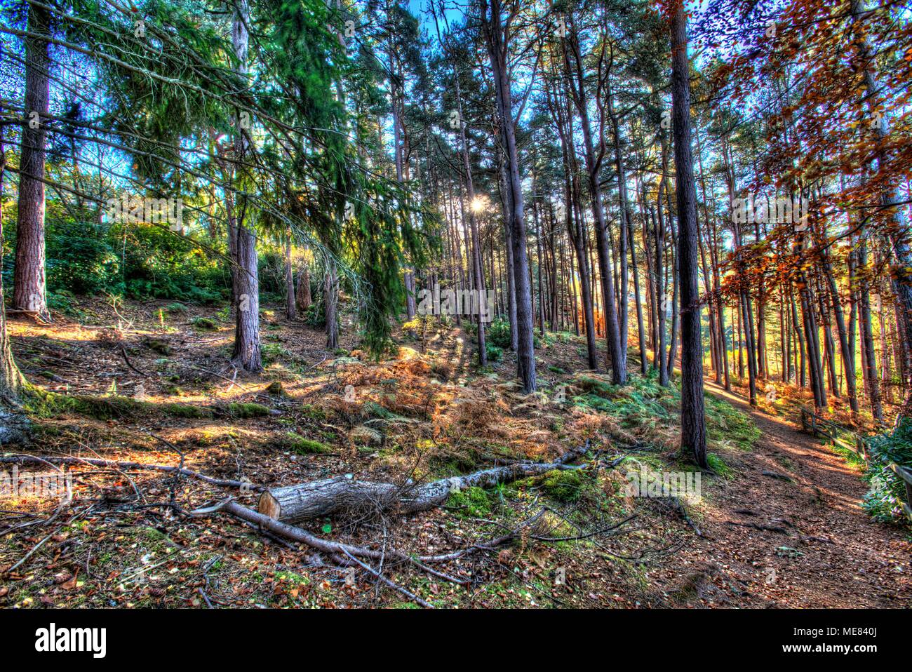 Loch Ness, Scotland. Artistic autumnal view of a track through Camus ...
