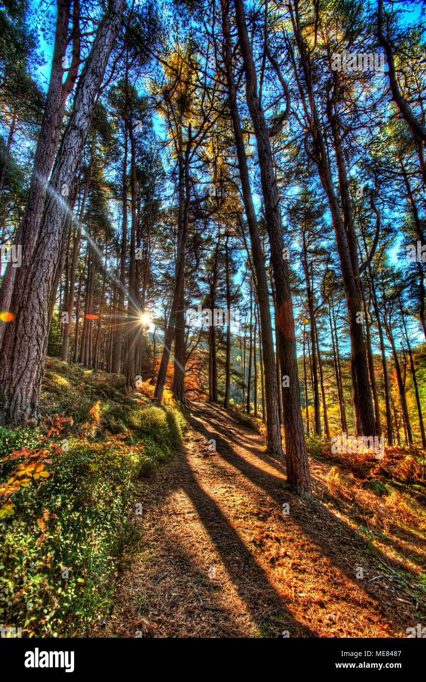 Loch Ness, Scotland. Artistic autumnal view of a track through Camus ...