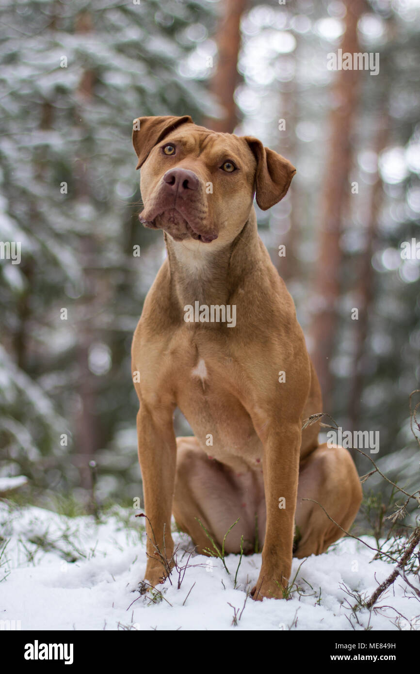 Working Pit Bulldog female posing in the snow Stock Photo - Alamy
