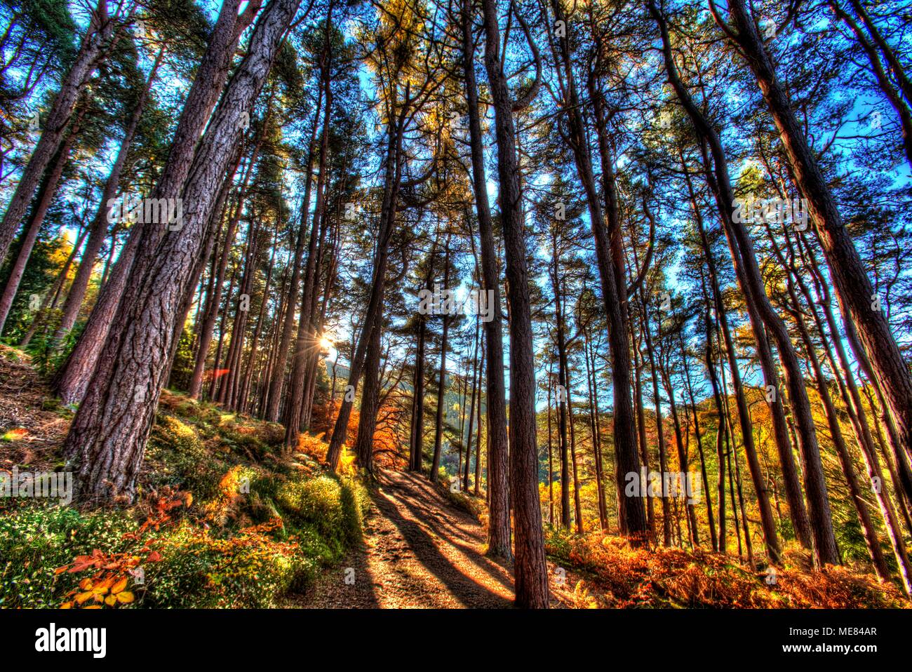 Loch Ness, Scotland. Artistic autumnal view of a track through Camus ...