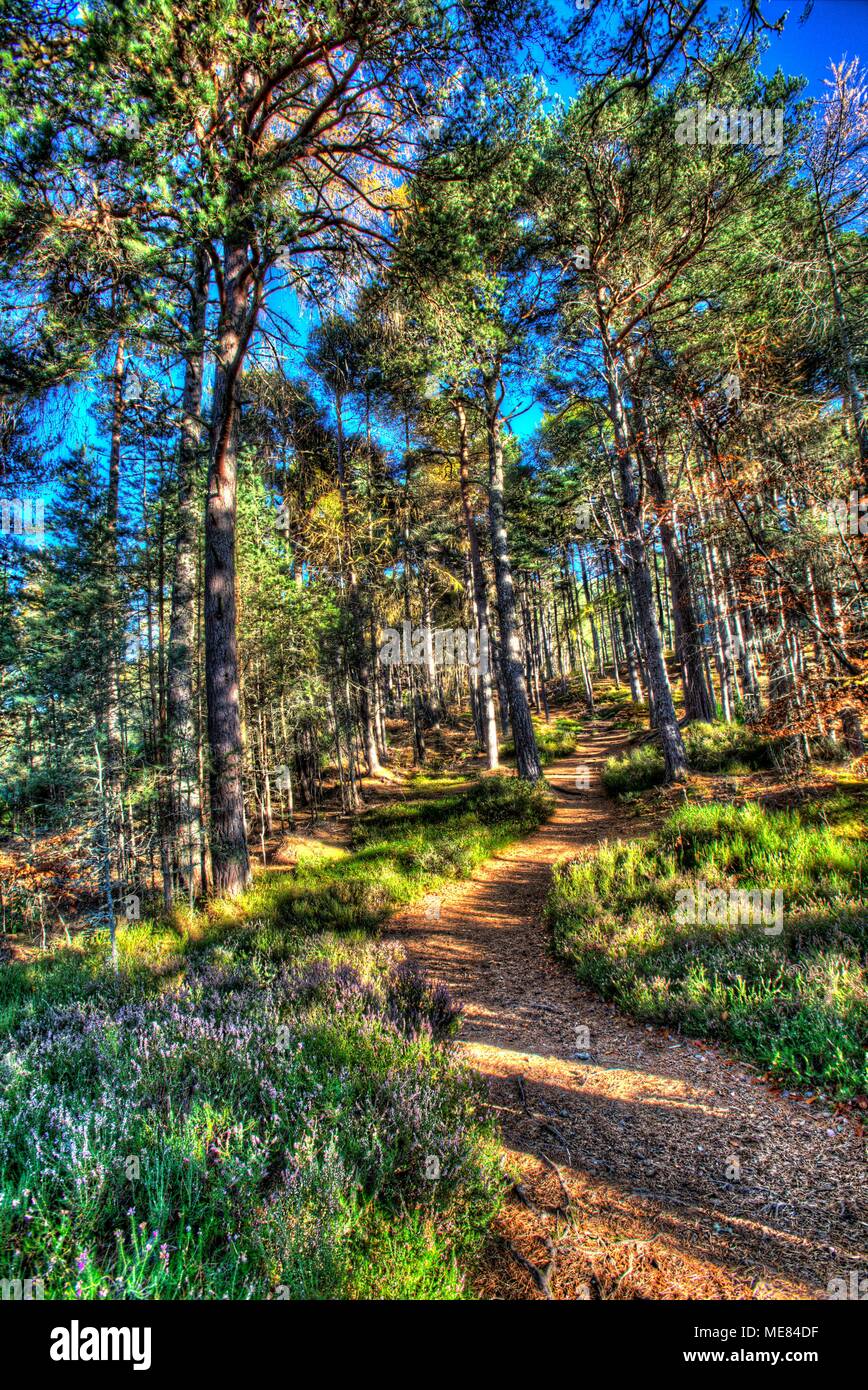 Loch Ness, Scotland. Artistic autumnal view of a track through Camus ...