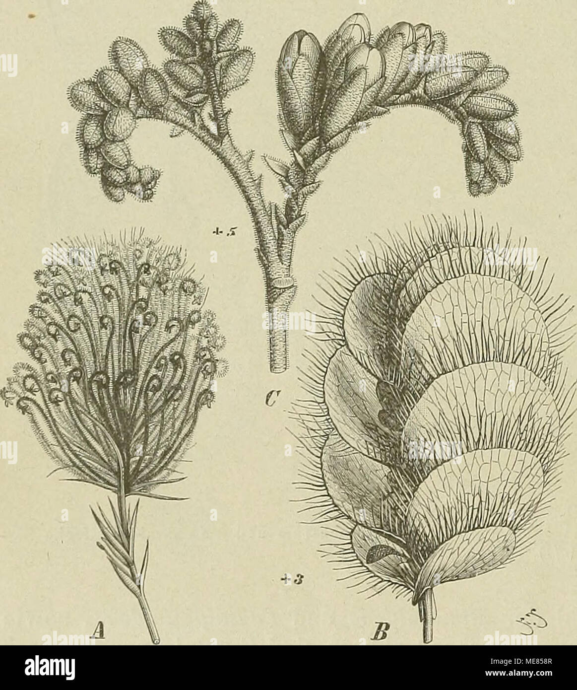 Mecopus nidulans hi-res stock photography and images - Alamy