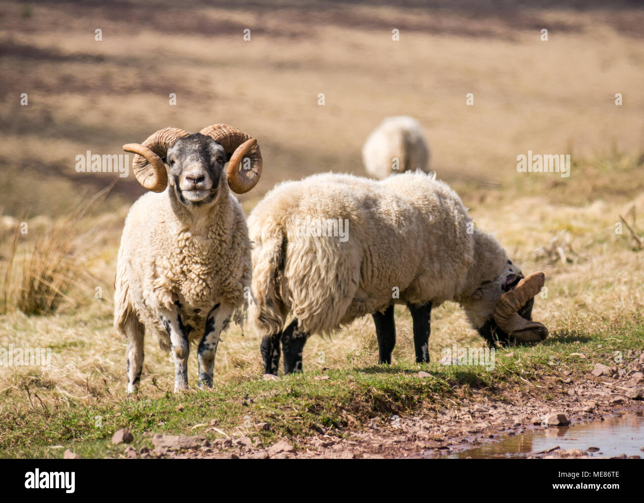 Curly horns hi-res stock photography and images - Alamy