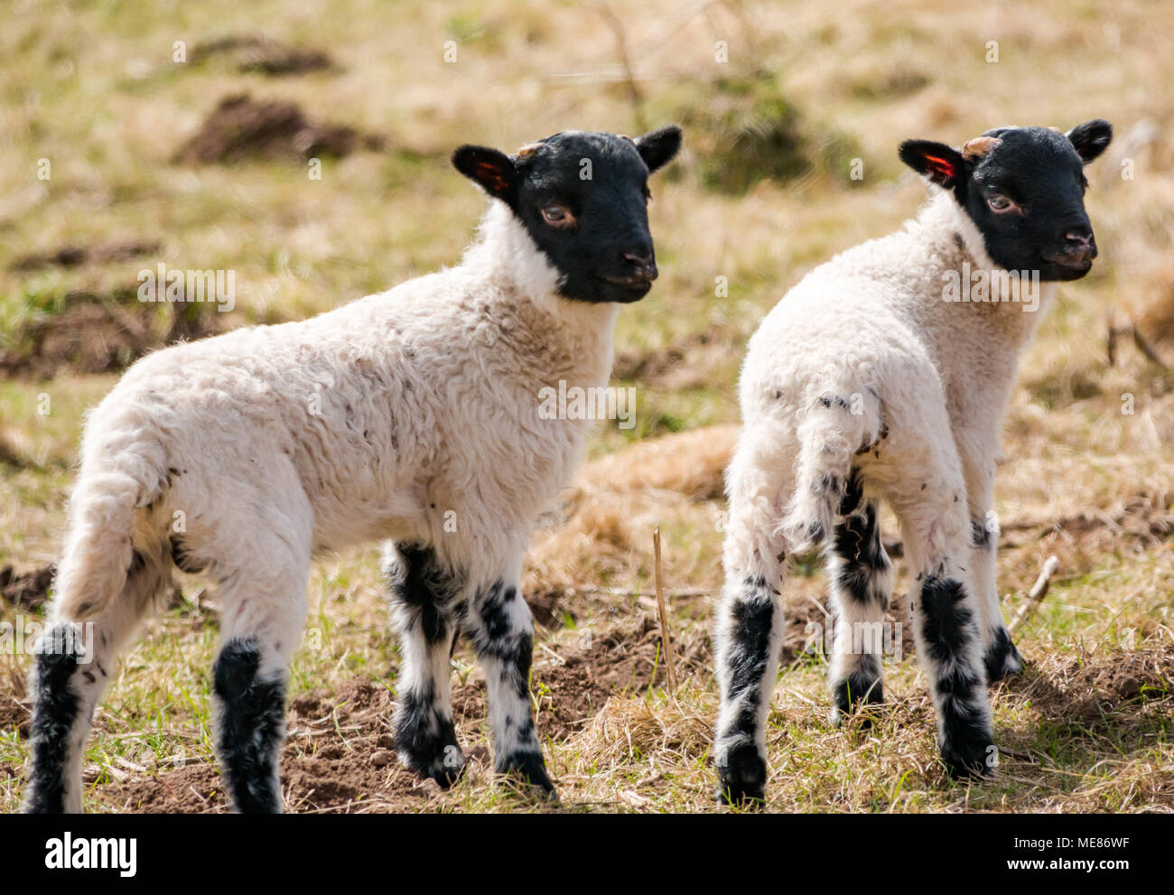 Blackface twin lambs hi-res stock photography and images - Alamy