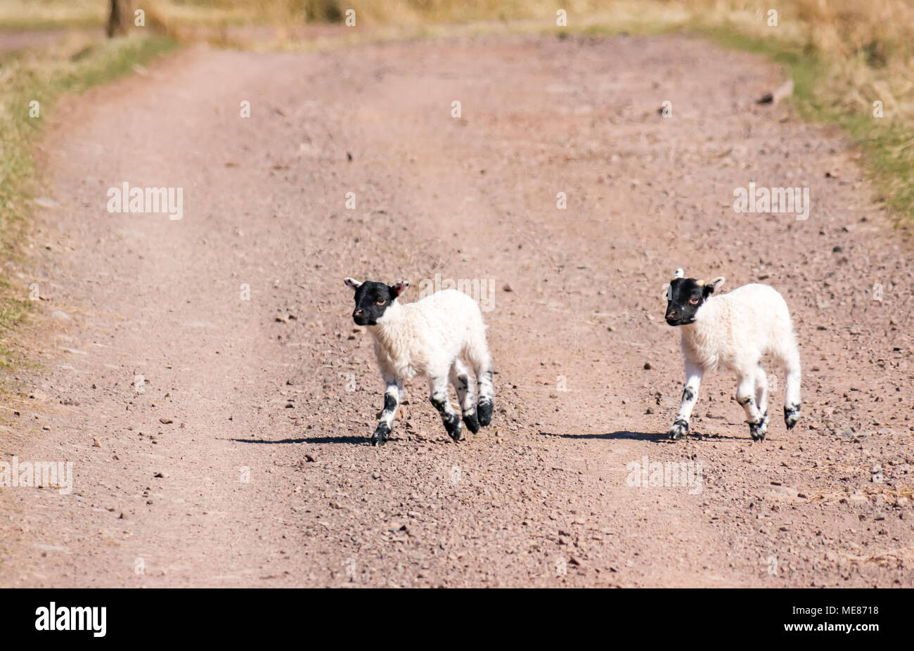 Scotland spring animals hi-res stock photography and images - Alamy