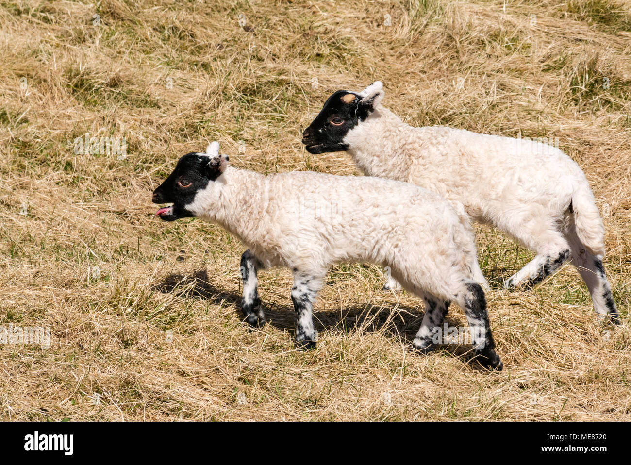 West Linton, Scottish Borders, Scotland, United Kingdom, April 21st ...