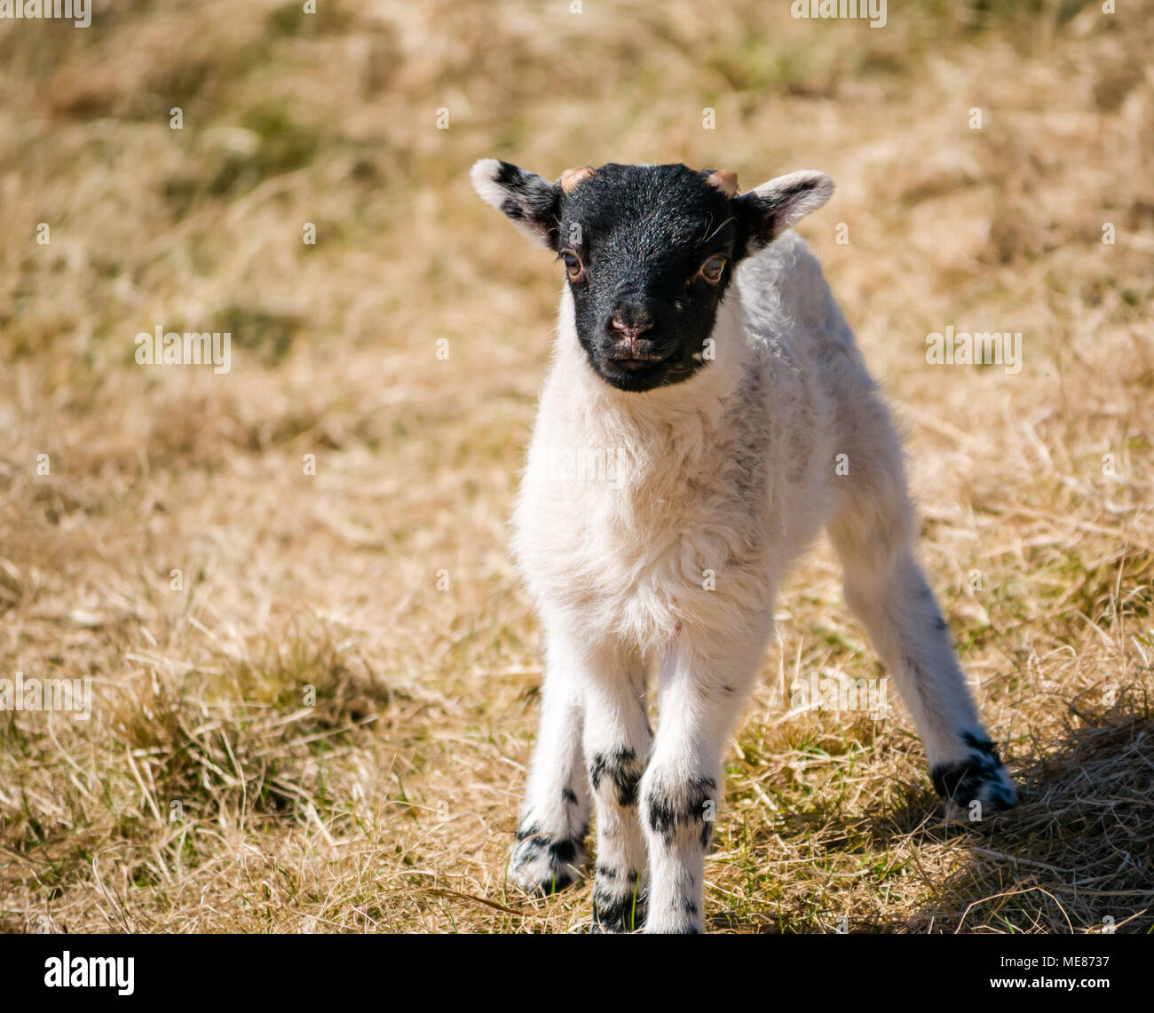 Blackface hi-res stock photography and images - Alamy
