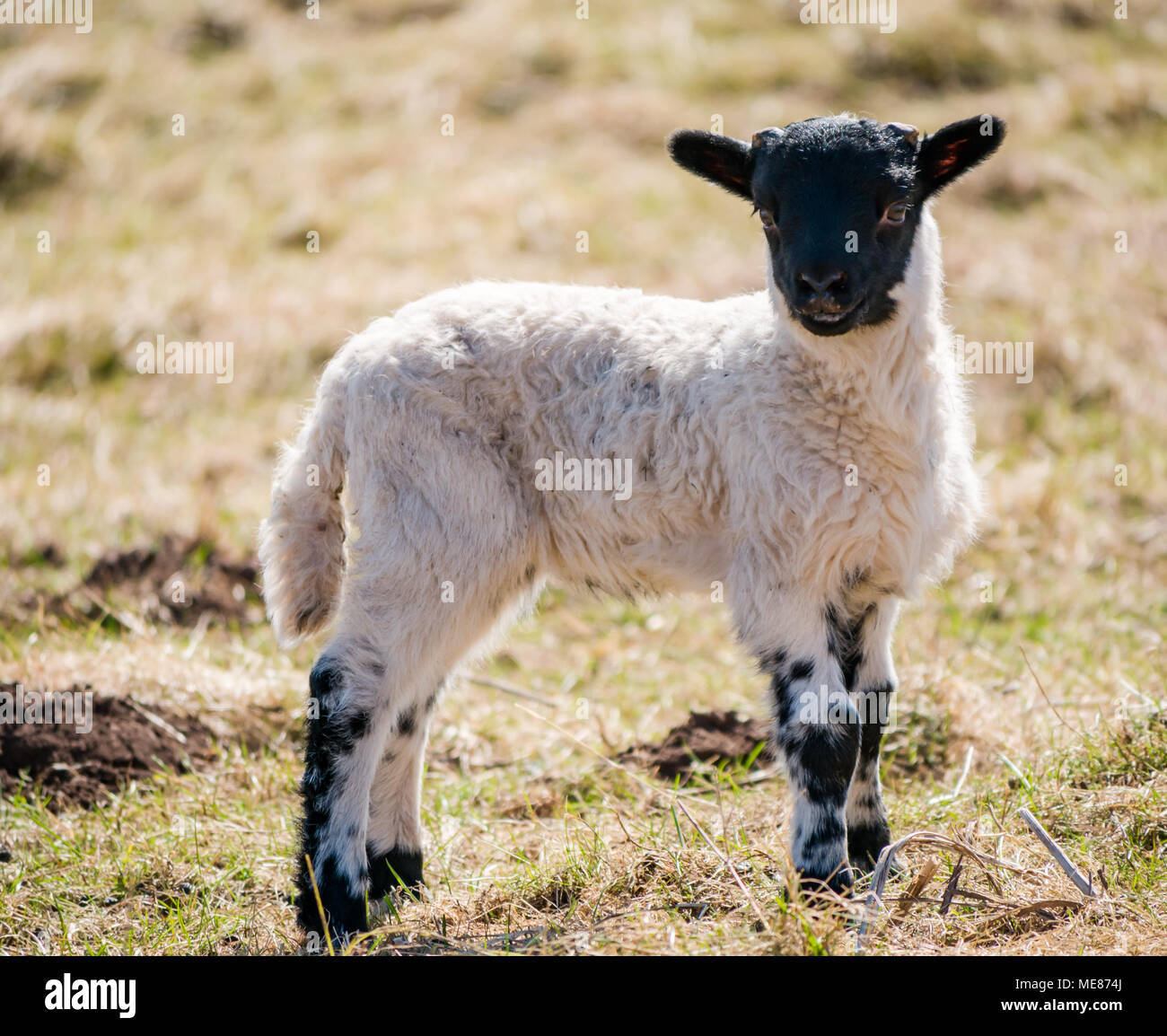 Blackfaced highland hi-res stock photography and images - Alamy