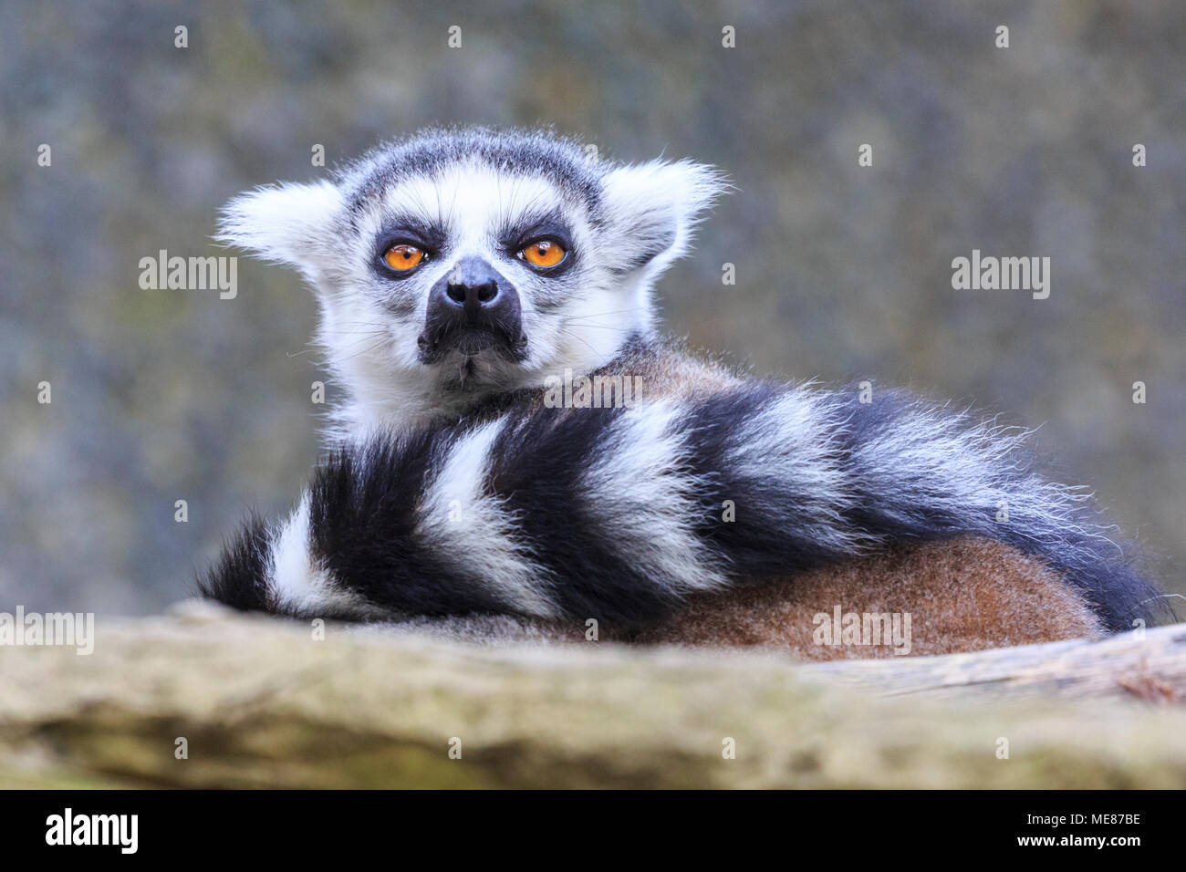 Mr hatta hi-res stock photography and images - Alamy