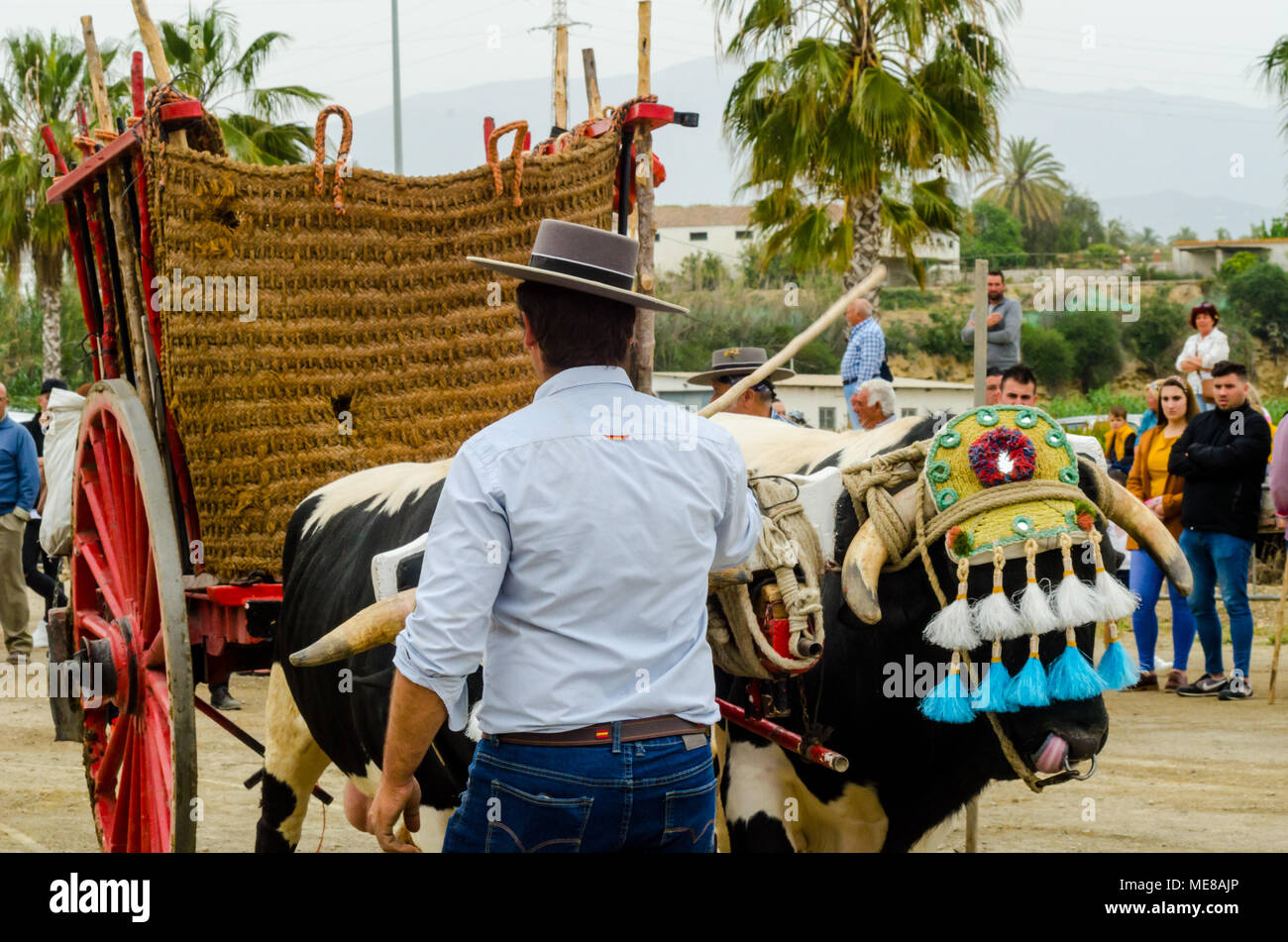 Bull Pulling Cart High Resolution Stock Photography and Images - Alamy