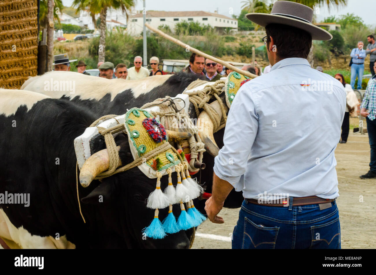 Bull Pulling Cart High Resolution Stock Photography and Images - Alamy