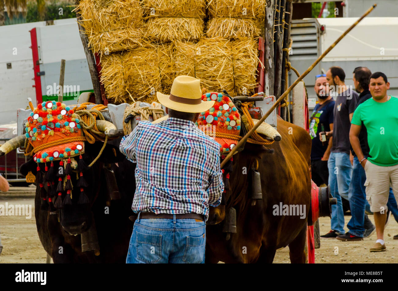 Oxen pulling soil hi-res stock photography and images - Alamy