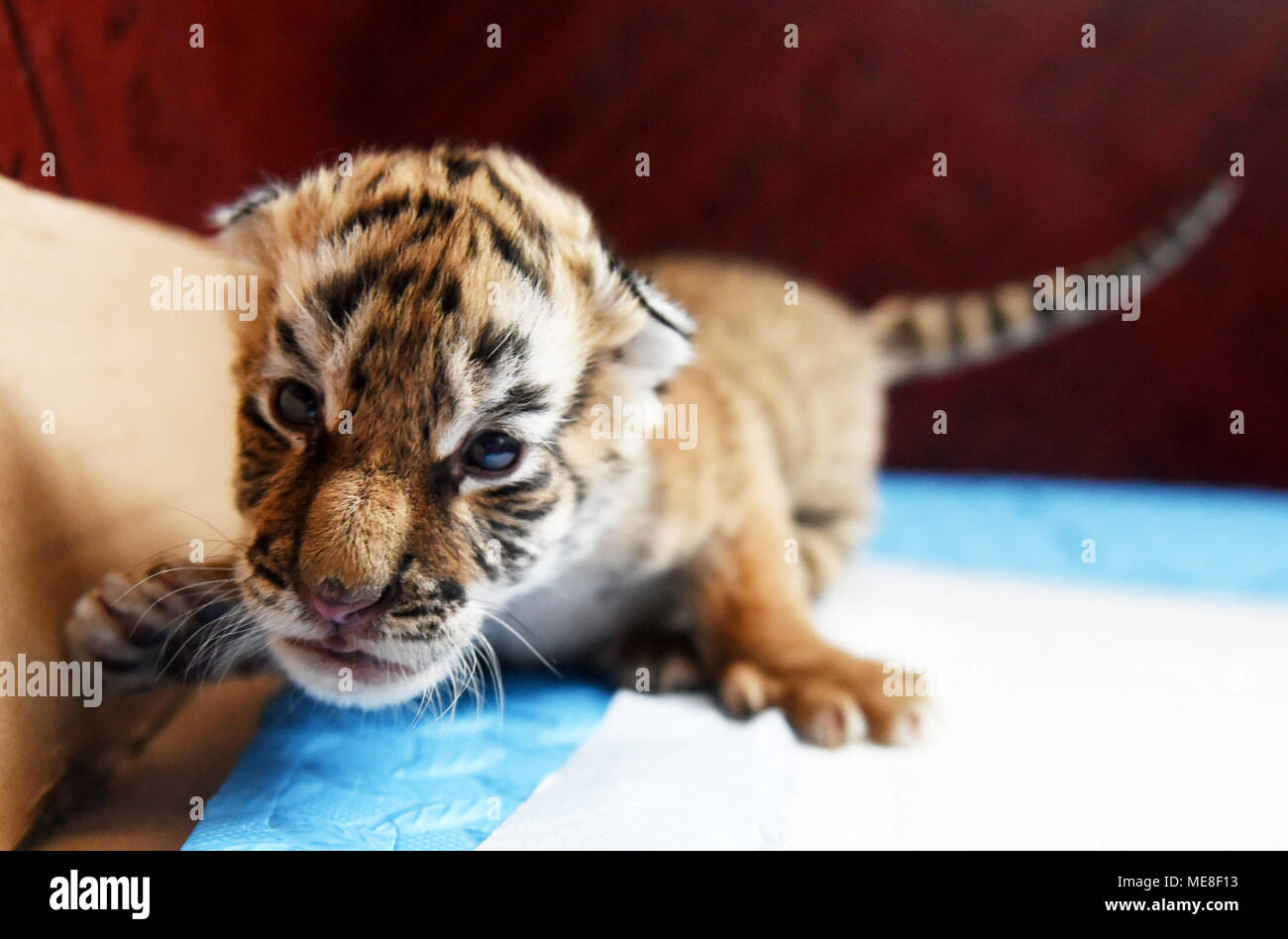 Beijing, China's Heilongjiang Province. 18th Apr, 2018. A siberian ...