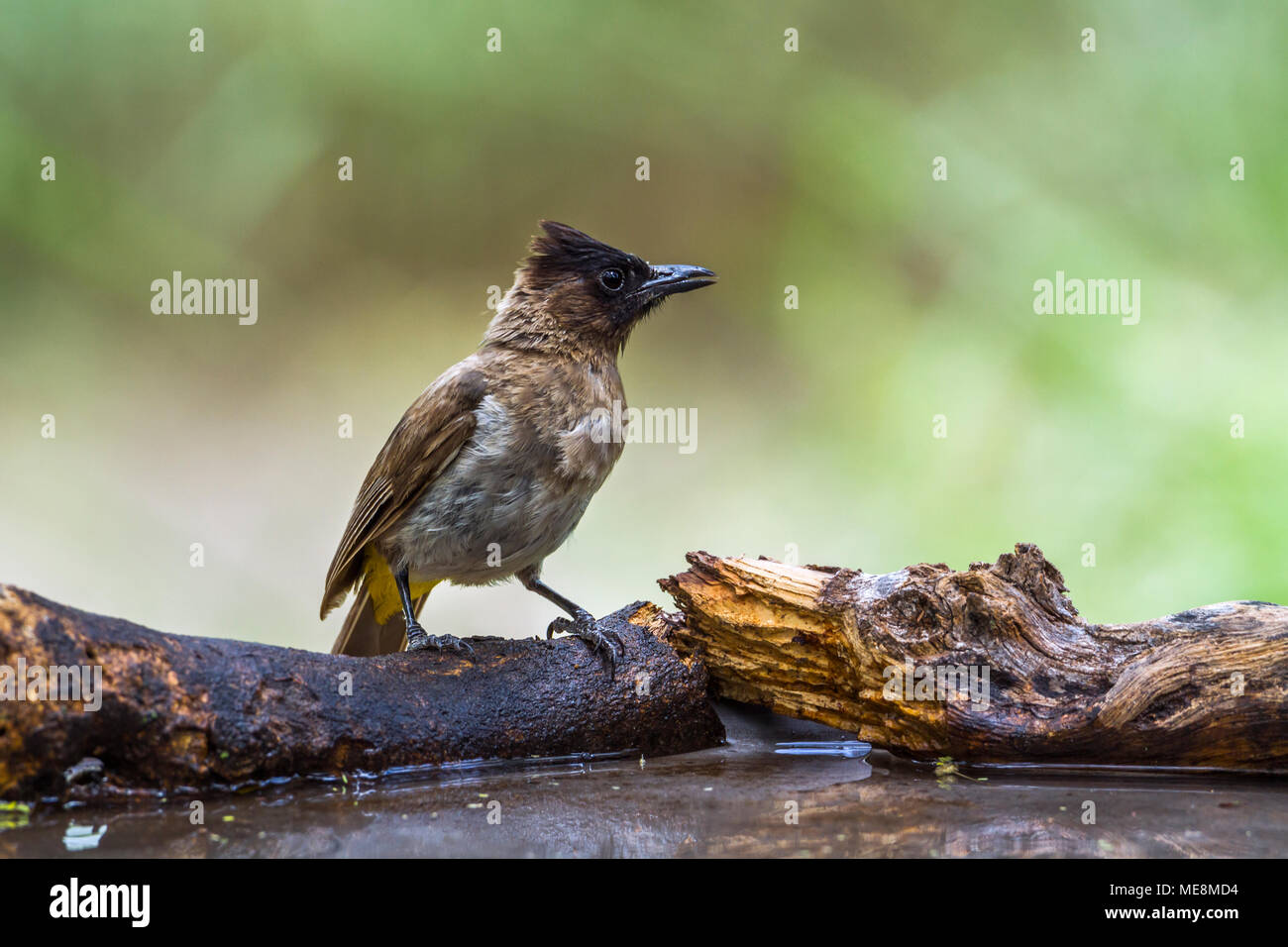Dark capped bulbul in Mapungubwe national park, South Africa ;Specie ...