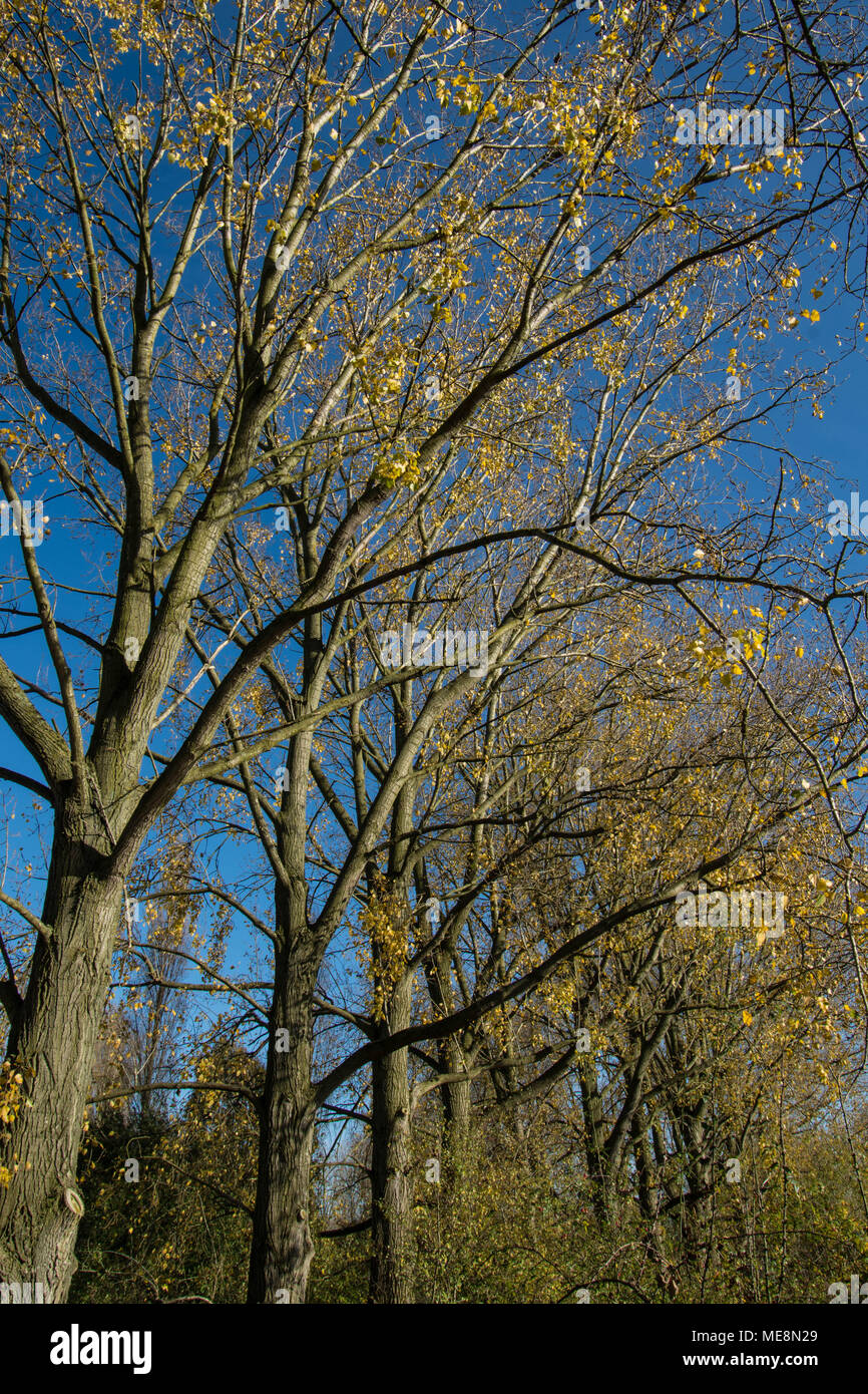 Blue sky autumn England trees tree old windy weather view views Winter ...