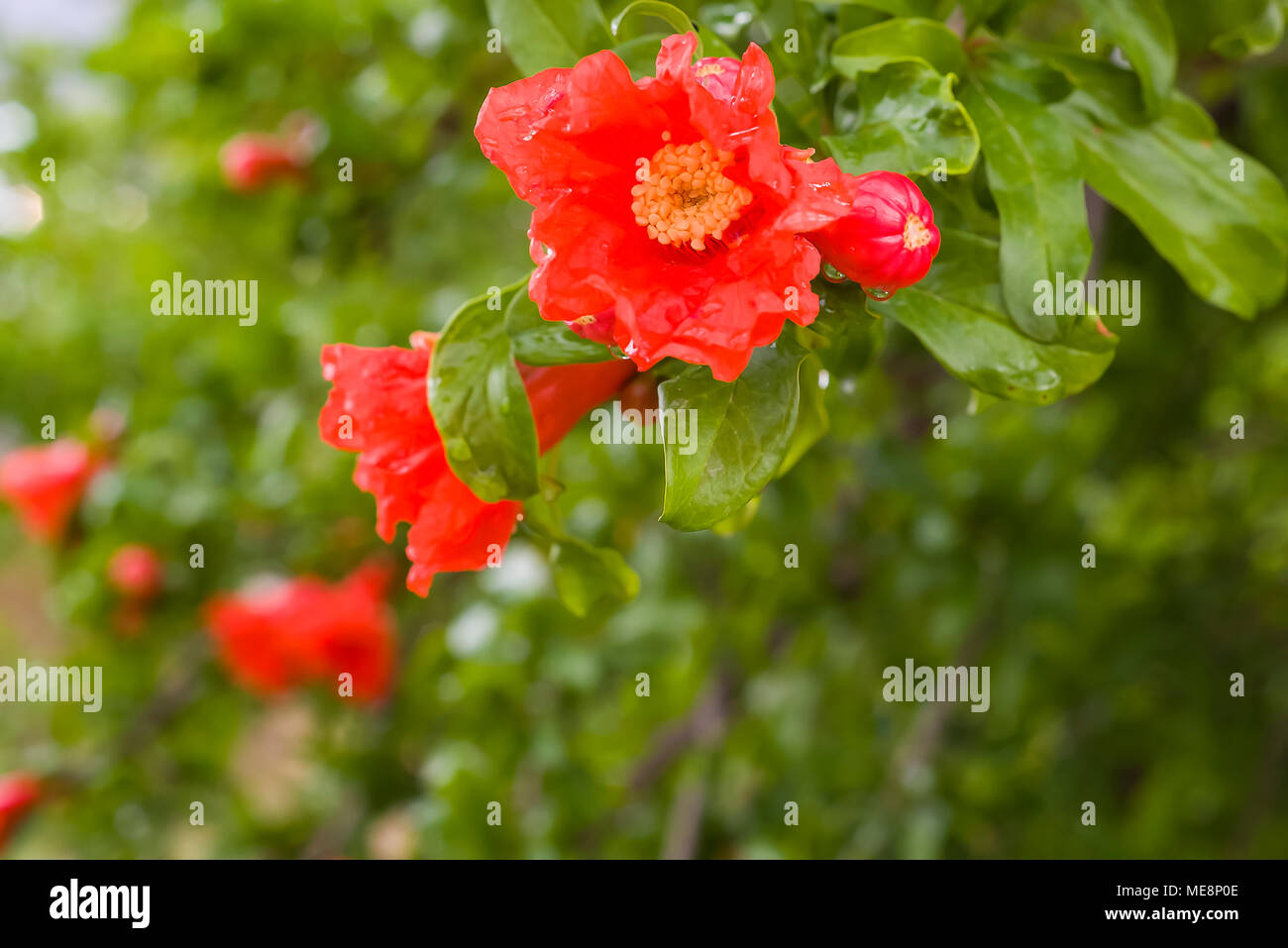 Pomegranate tree orchard in israel hi-res stock photography and images ...