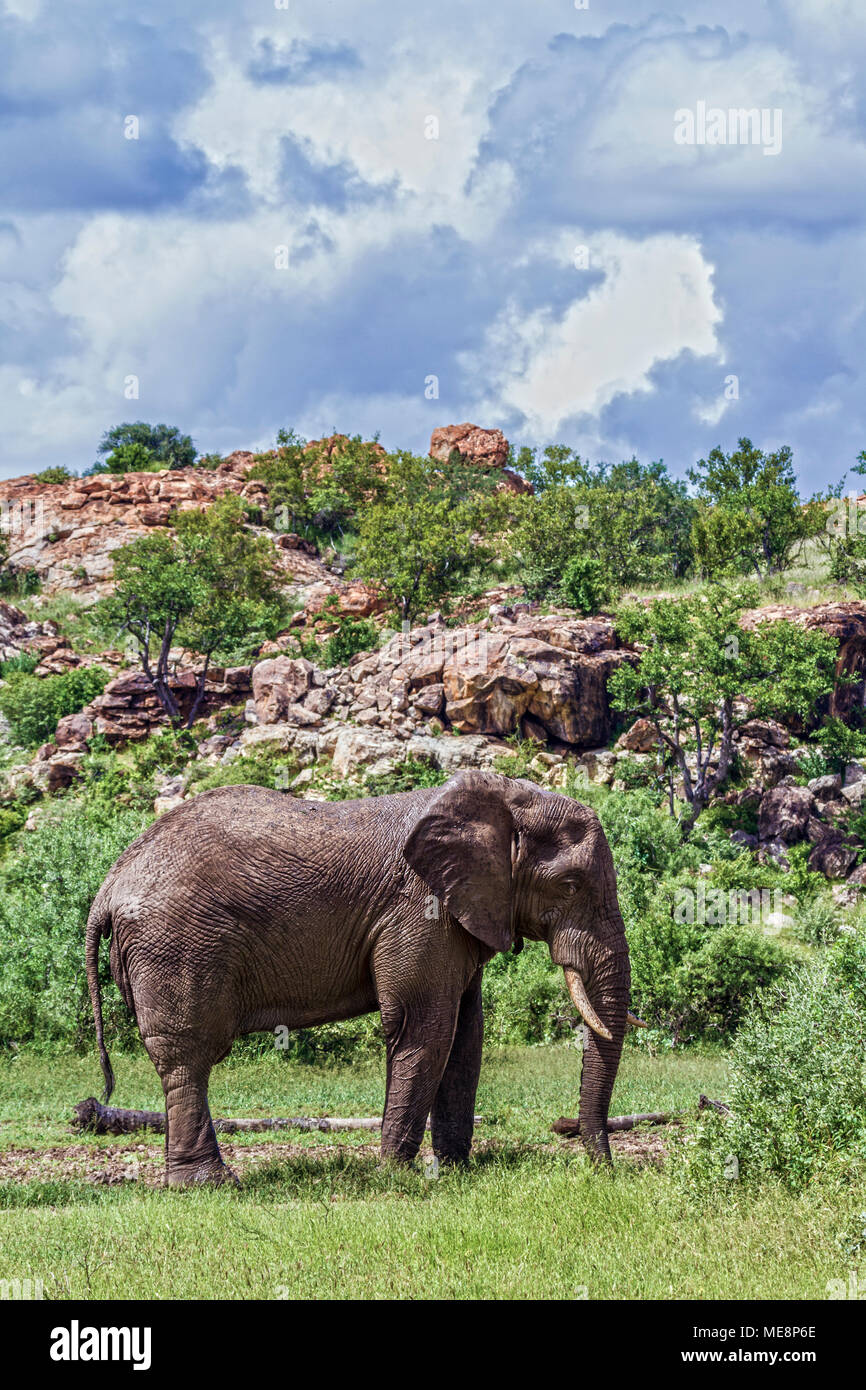 African bush elephant in Mapungubwe national park, South Africa ;Specie ...