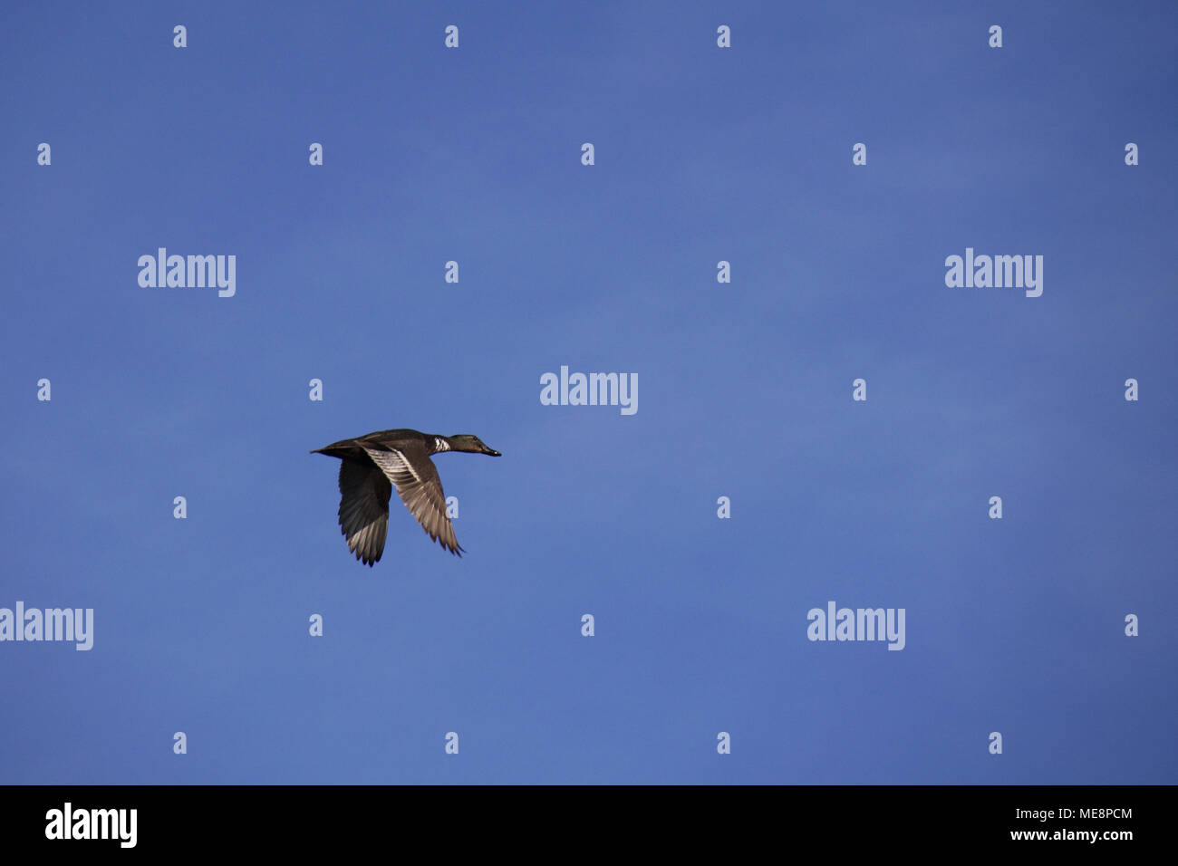 Manky mallard ducks hi-res stock photography and images - Alamy